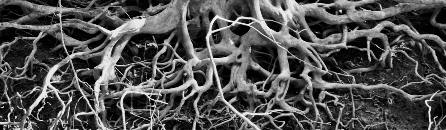 Le radici, quelle vere - L'Eterno AssenteL'Eterno Assente